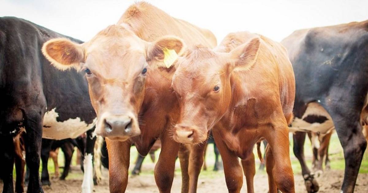 Aseguran que la burlanda mejora la calidad nutricional de la carne | El ...