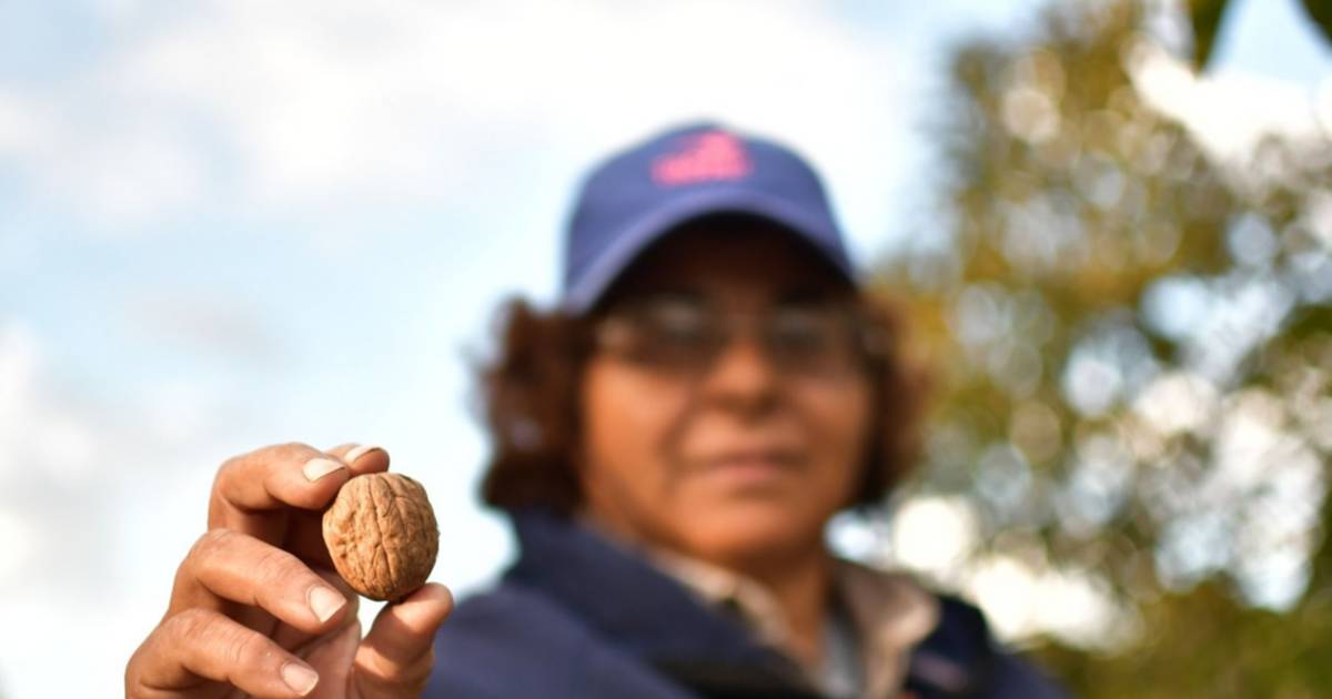 Generosa temporada de nueces en Sol Puntano | El Diario de la República