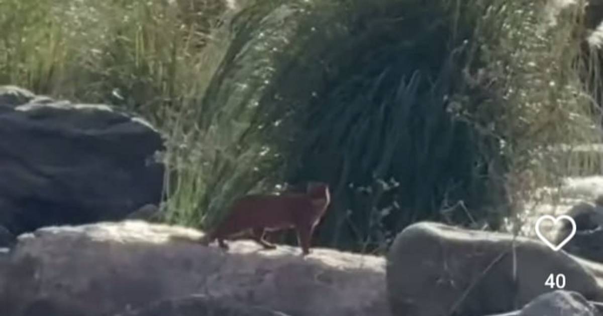 Un ejemplar de gato moro fue filmado en Saladillo | El Diario de la ...