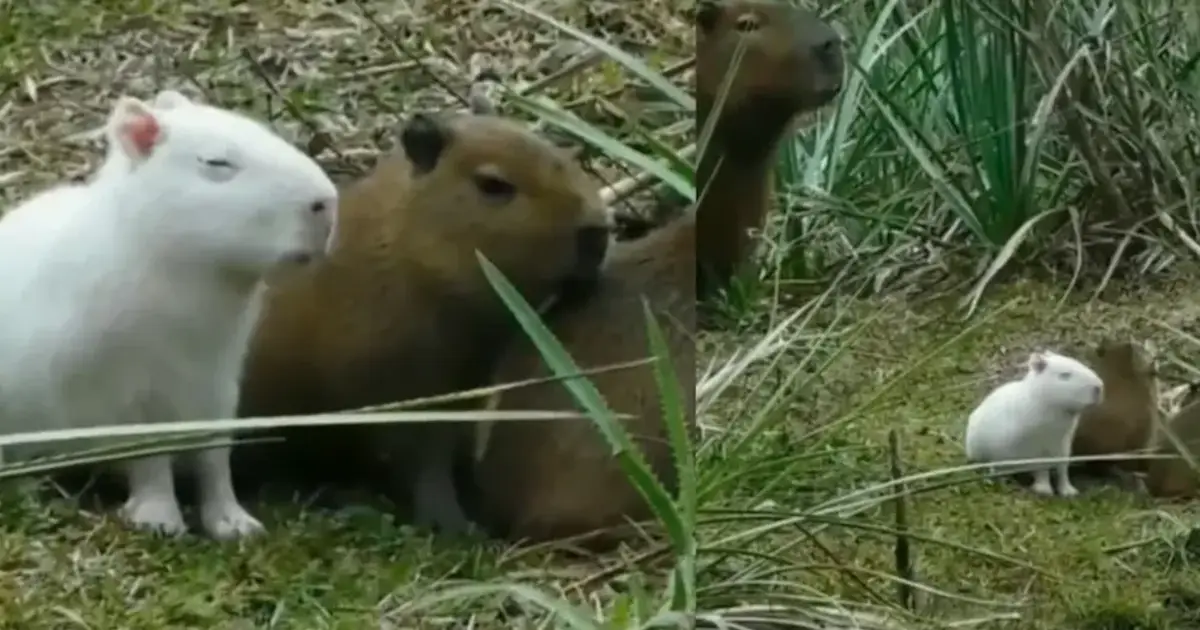 Porn indonesia crot our time together unfolded quite