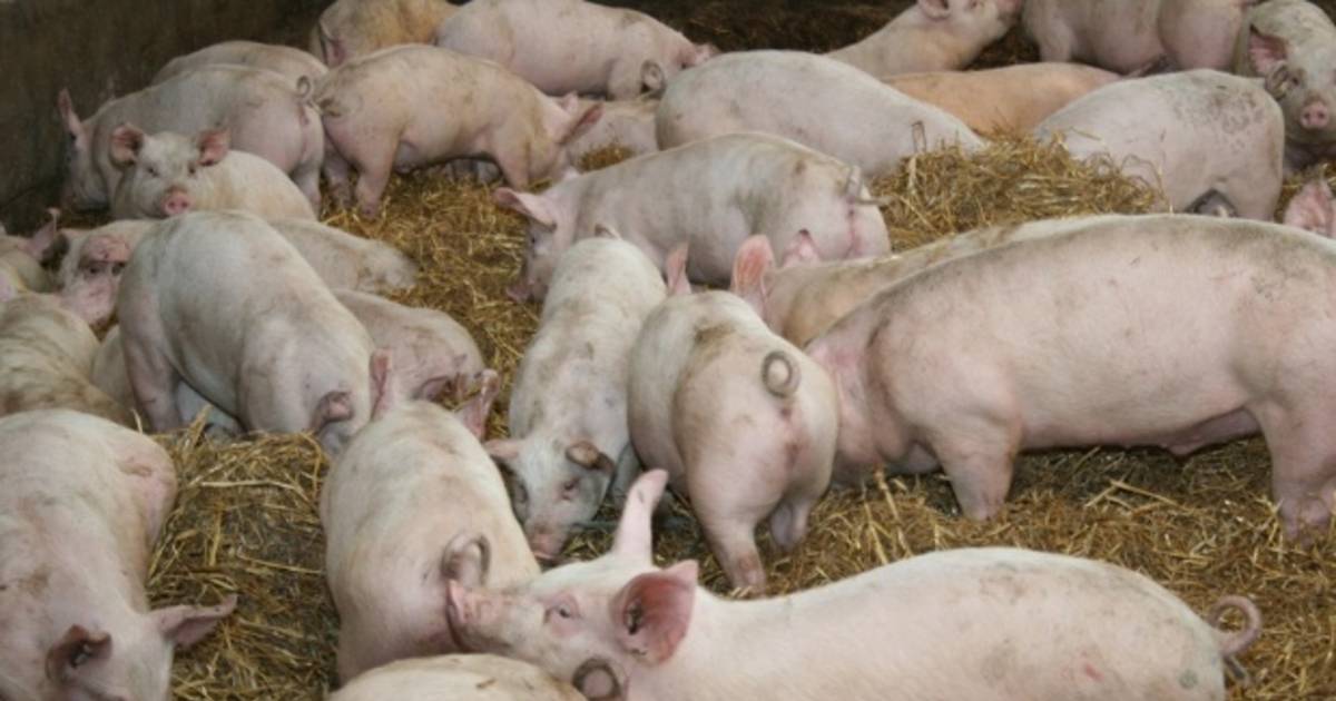 Chanchos limpios para alimentos seguros | El Diario de la República